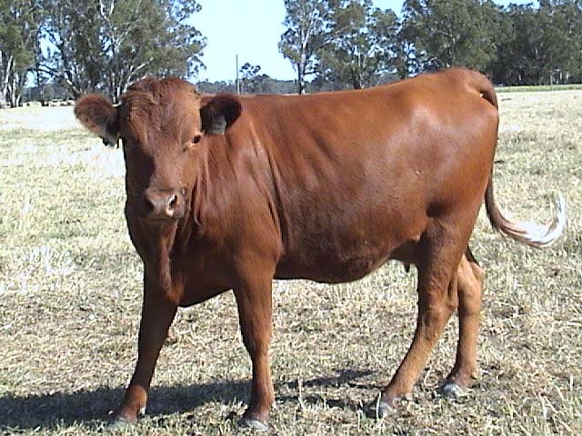 Darling Range Dexters - Owning Dexter Cattle