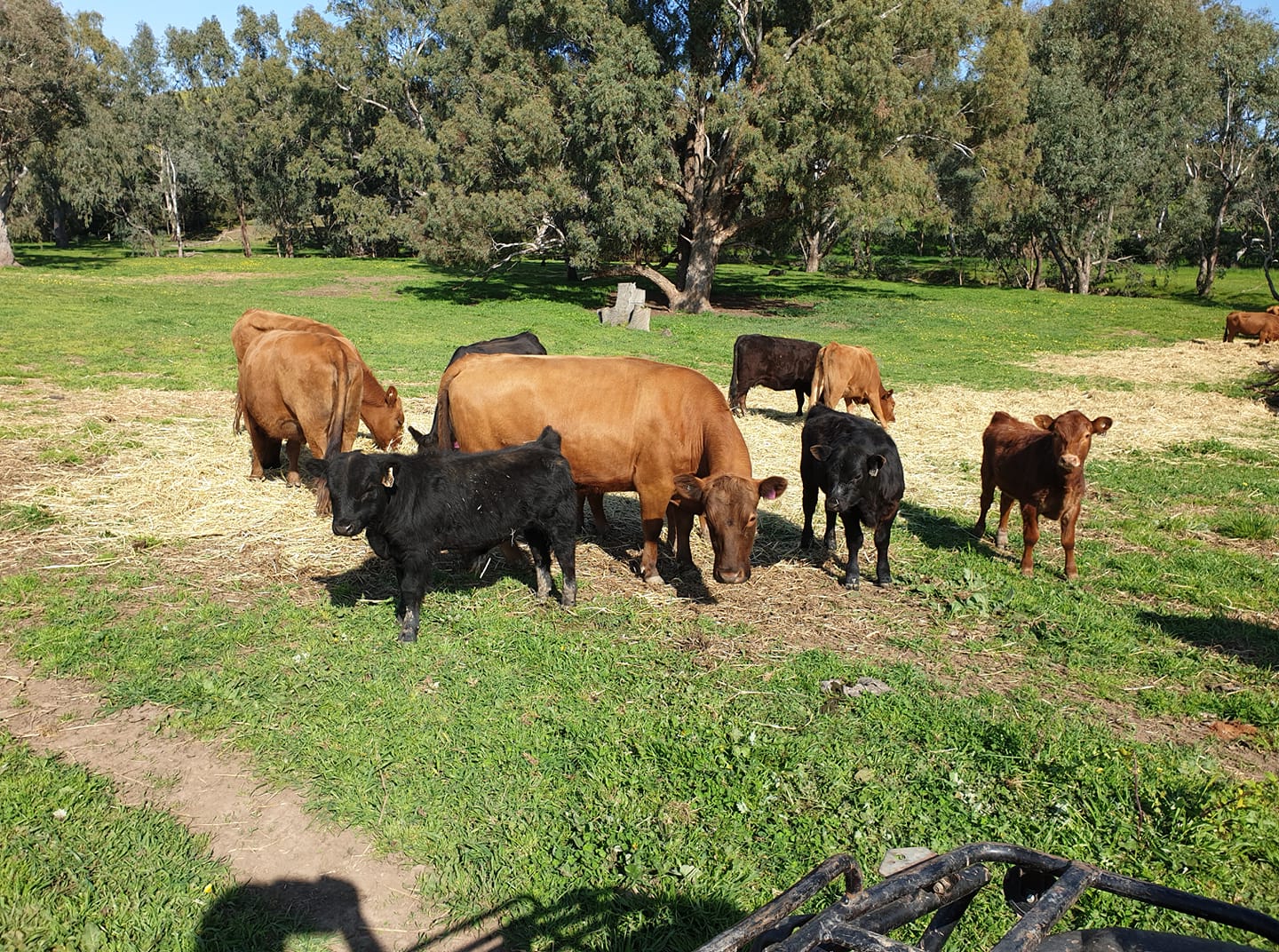 Darling Range Dexters